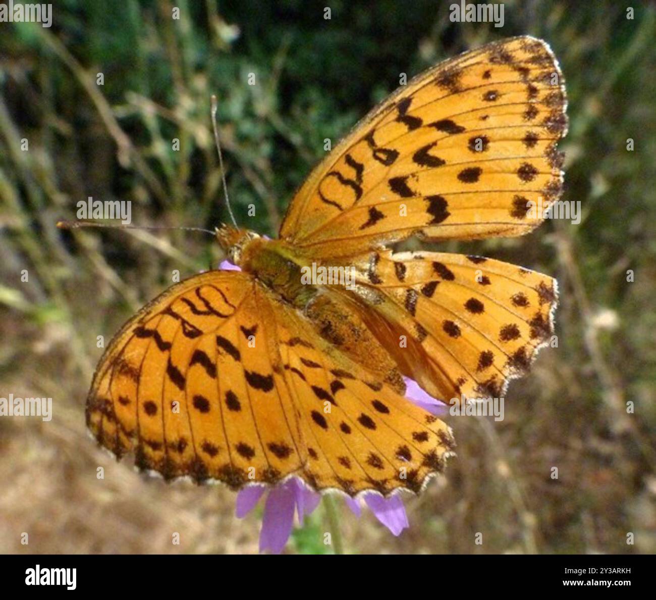 Marbled Fritillary (Brenthis daphne) Insecta Stock Photo - Alamy