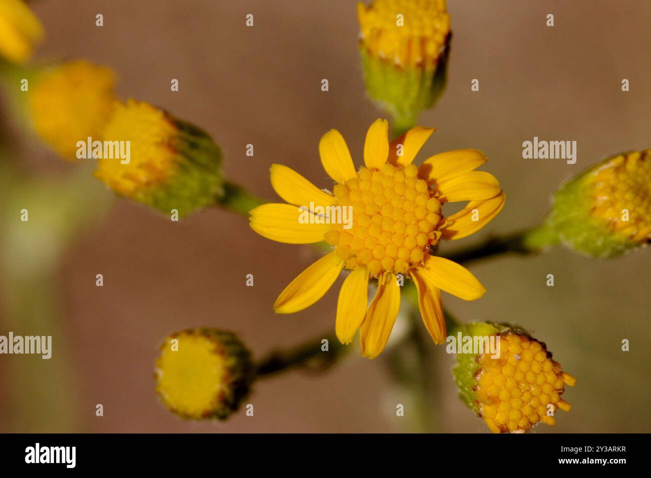 (Packera neomexicana neomexicana) Plantae Stock Photo - Alamy