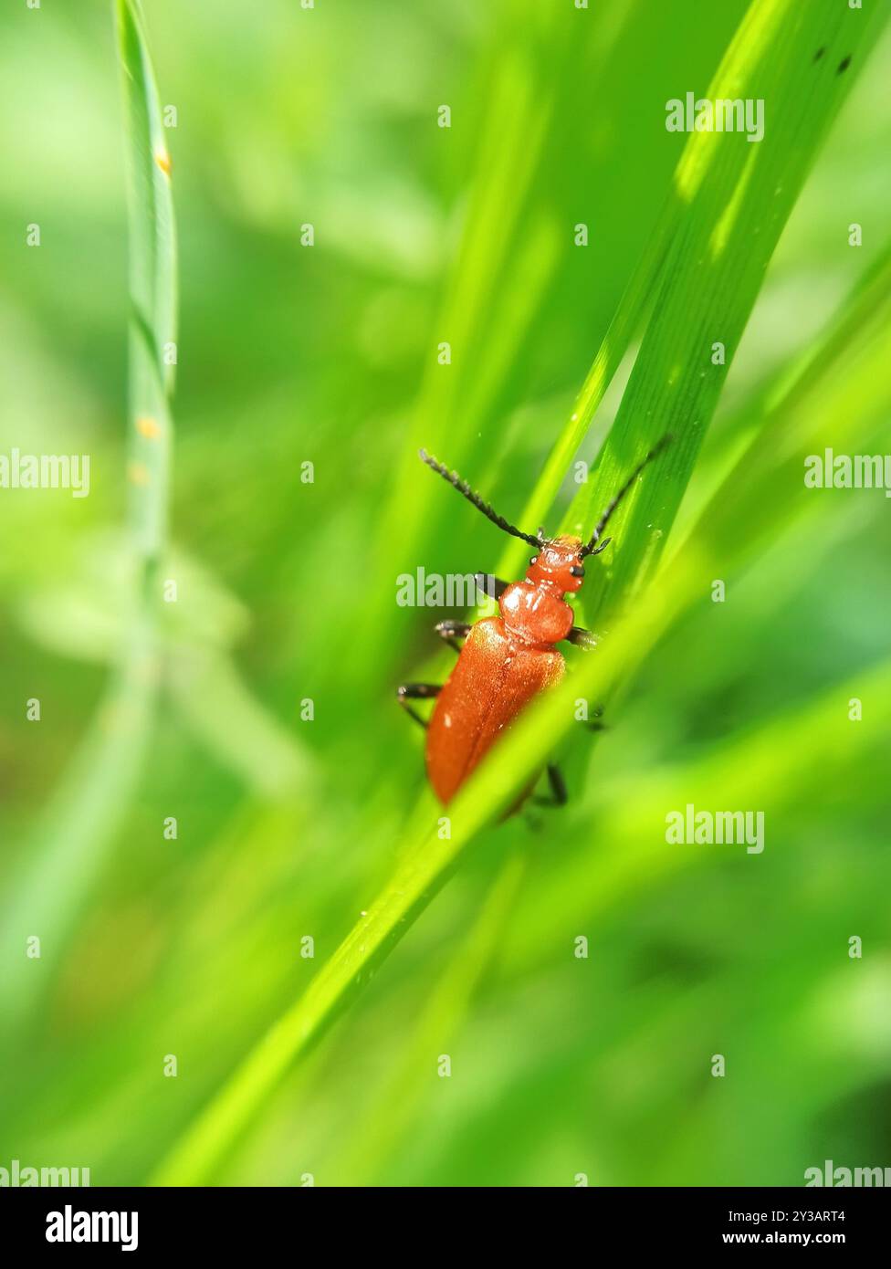 Common Cardinal Beetle (Pyrochroa serraticornis) Insecta Stock Photo ...