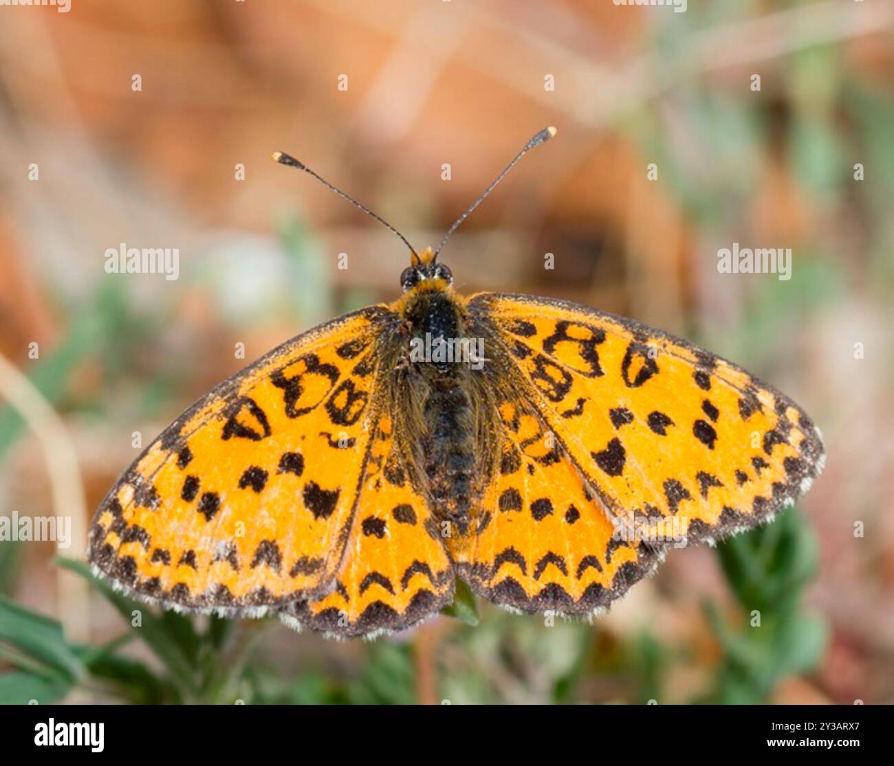 Lesser Spotted Fritillary (Melitaea trivia) Insecta Stock Photo - Alamy