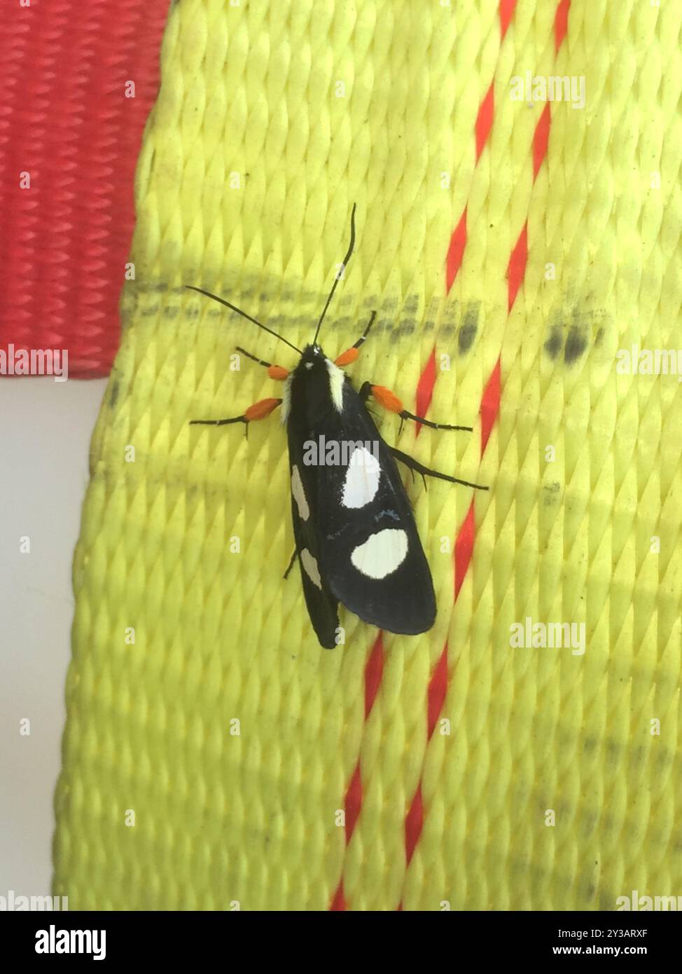 Eight-spotted Forester Moth (Alypia octomaculata) Insecta Stock Photo ...