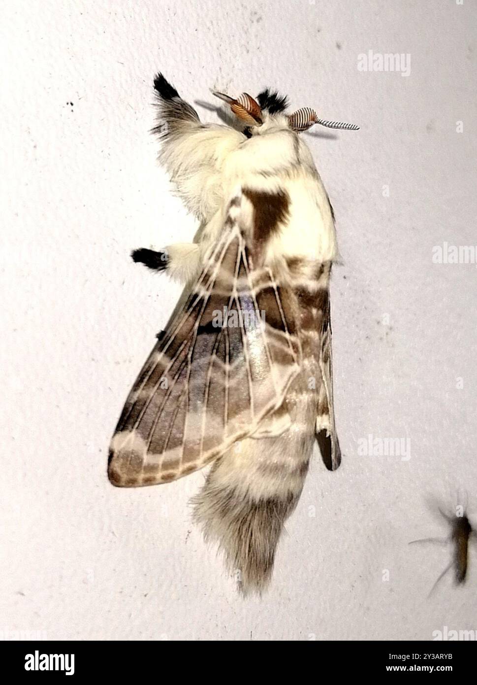 Tolype Moths (Tolype) Insecta Stock Photo - Alamy