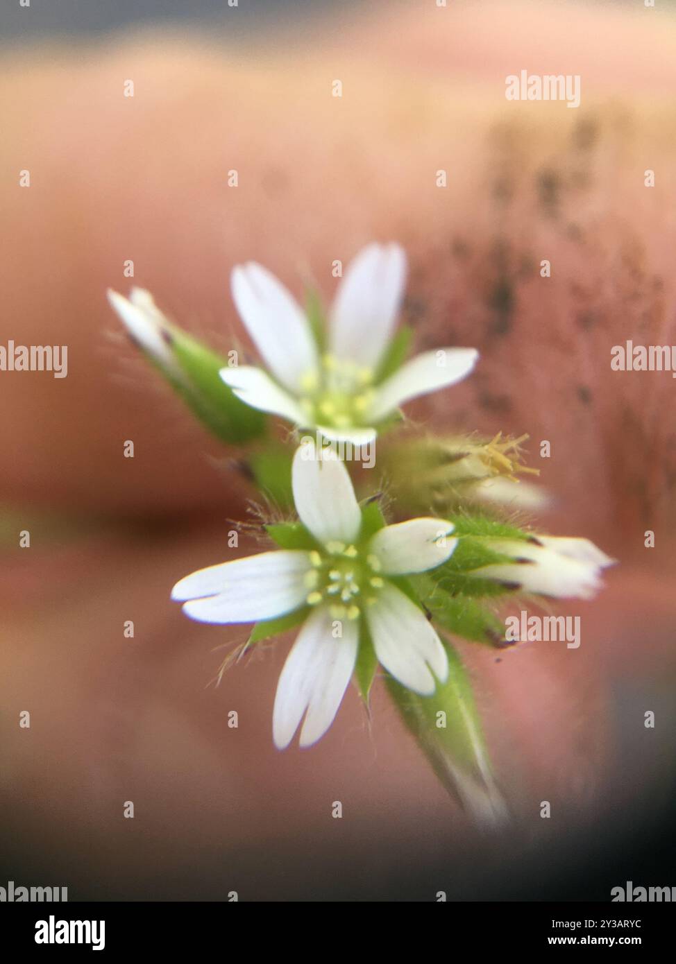 Sticky mouse-ear chickweed (Cerastium glomeratum) Plantae Stock Photo ...