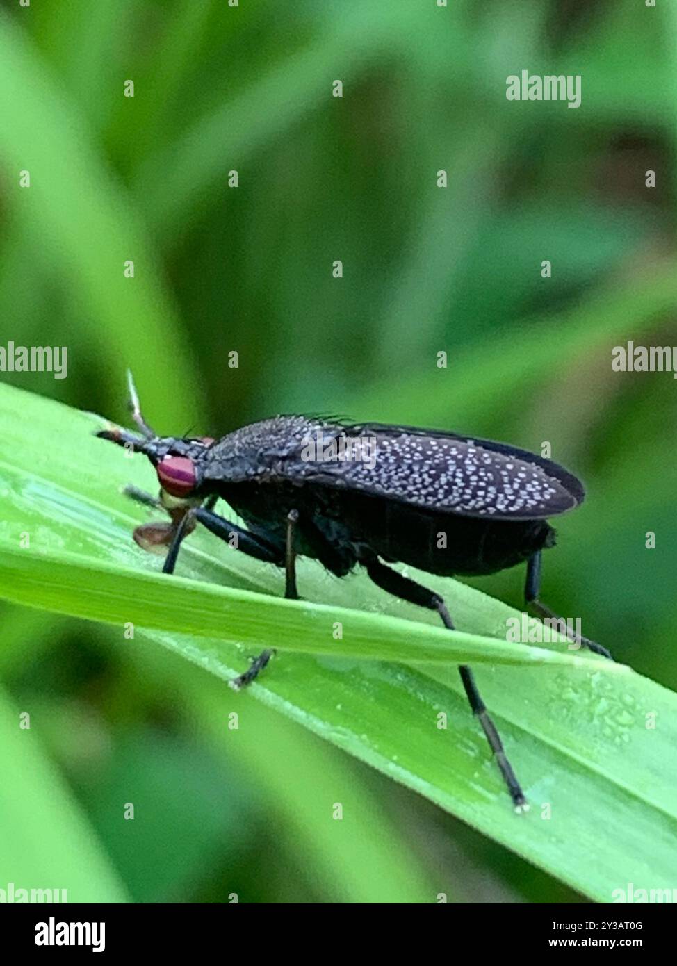 Sieve-winged Snailkiller (Coremacera marginata) Insecta Stock Photo - Alamy