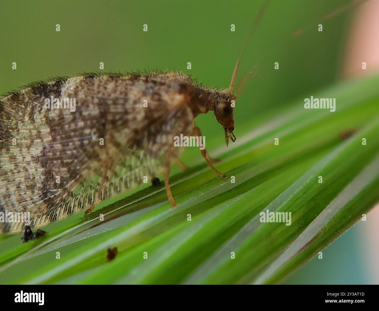 Brown Lacewings (Hemerobiidae) Insecta Stock Photo - Alamy