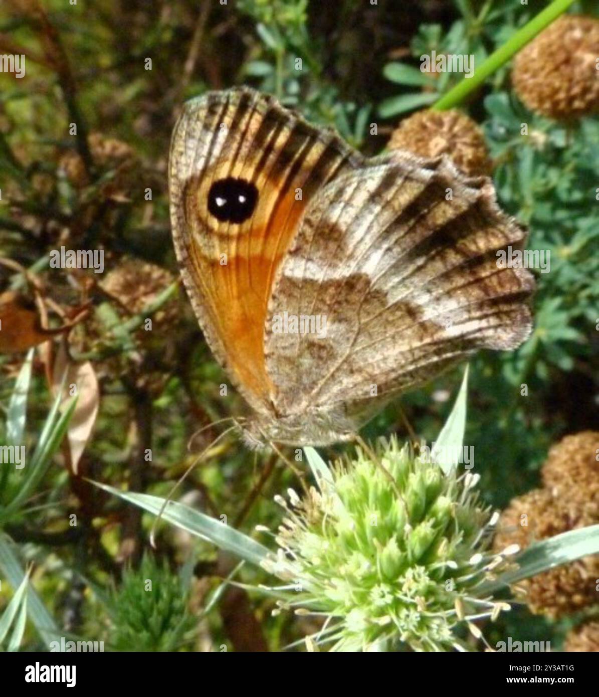 Southern Gatekeeper (Pyronia cecilia) Insecta Stock Photo - Alamy