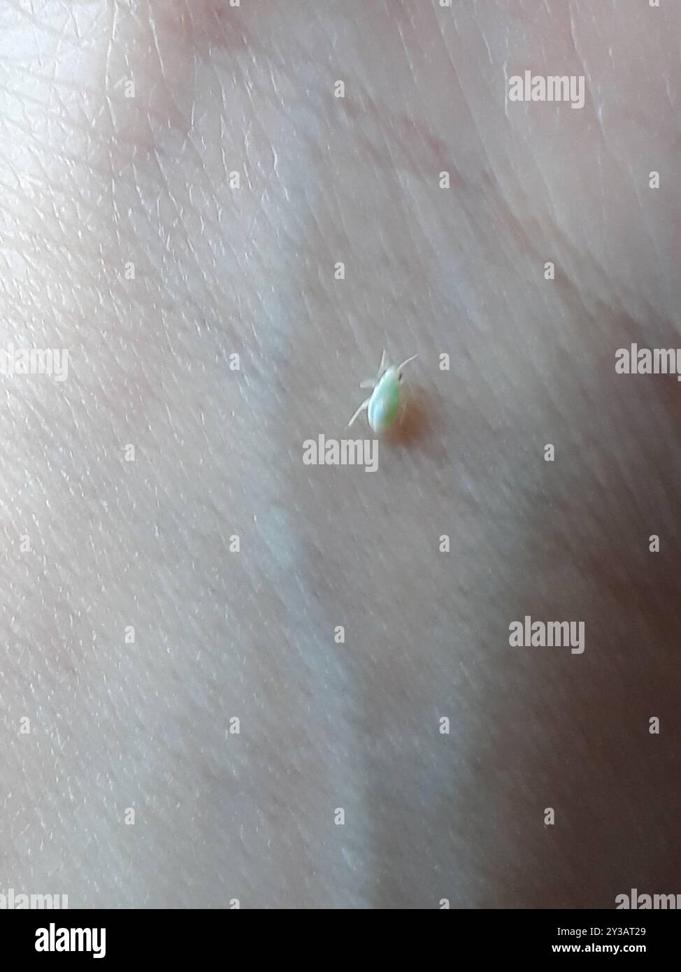 Melon Aphid (Aphis gossypii) Insecta Stock Photo - Alamy