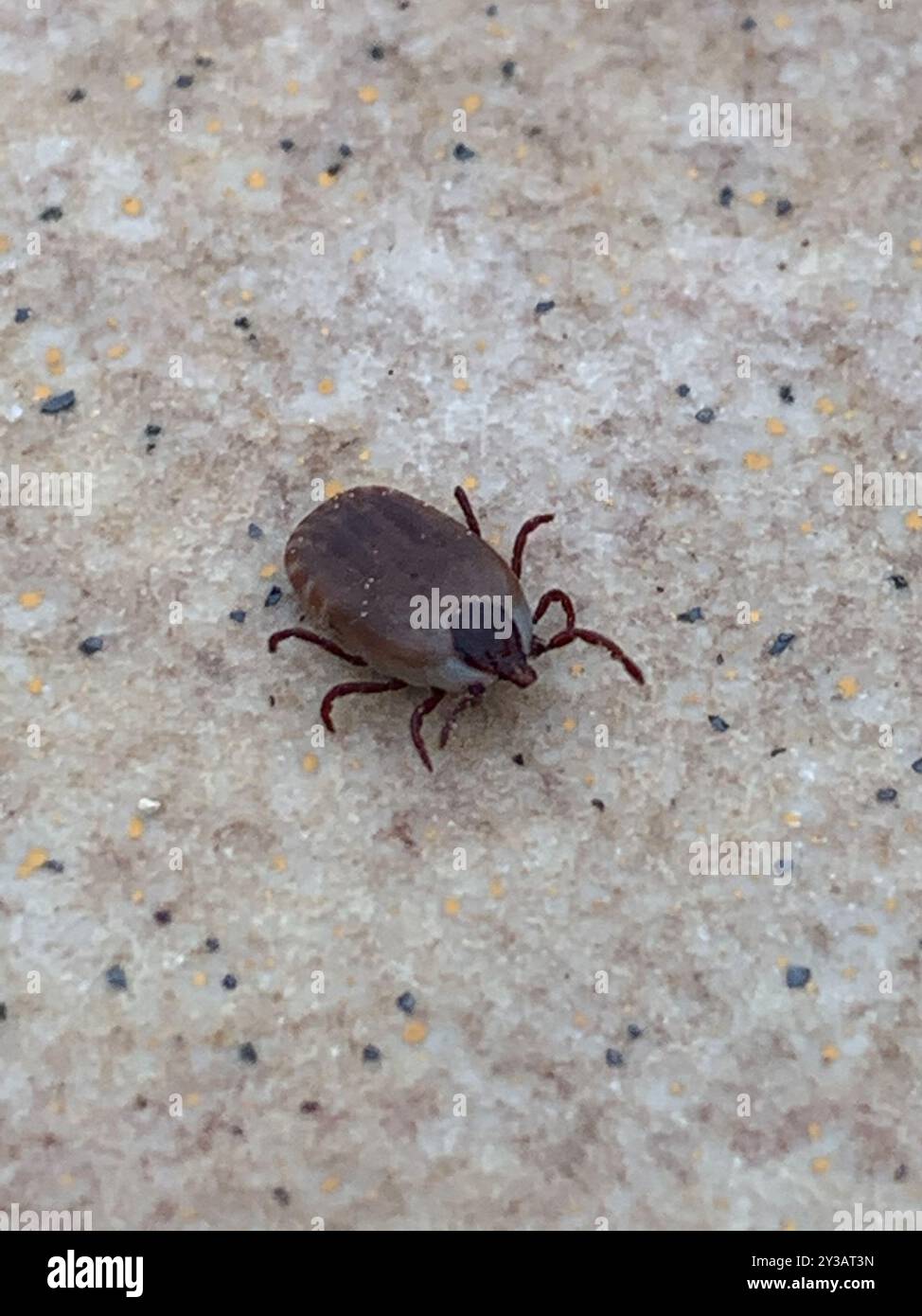 Brown Dog Tick (Rhipicephalus sanguineus) Arachnida Stock Photo - Alamy