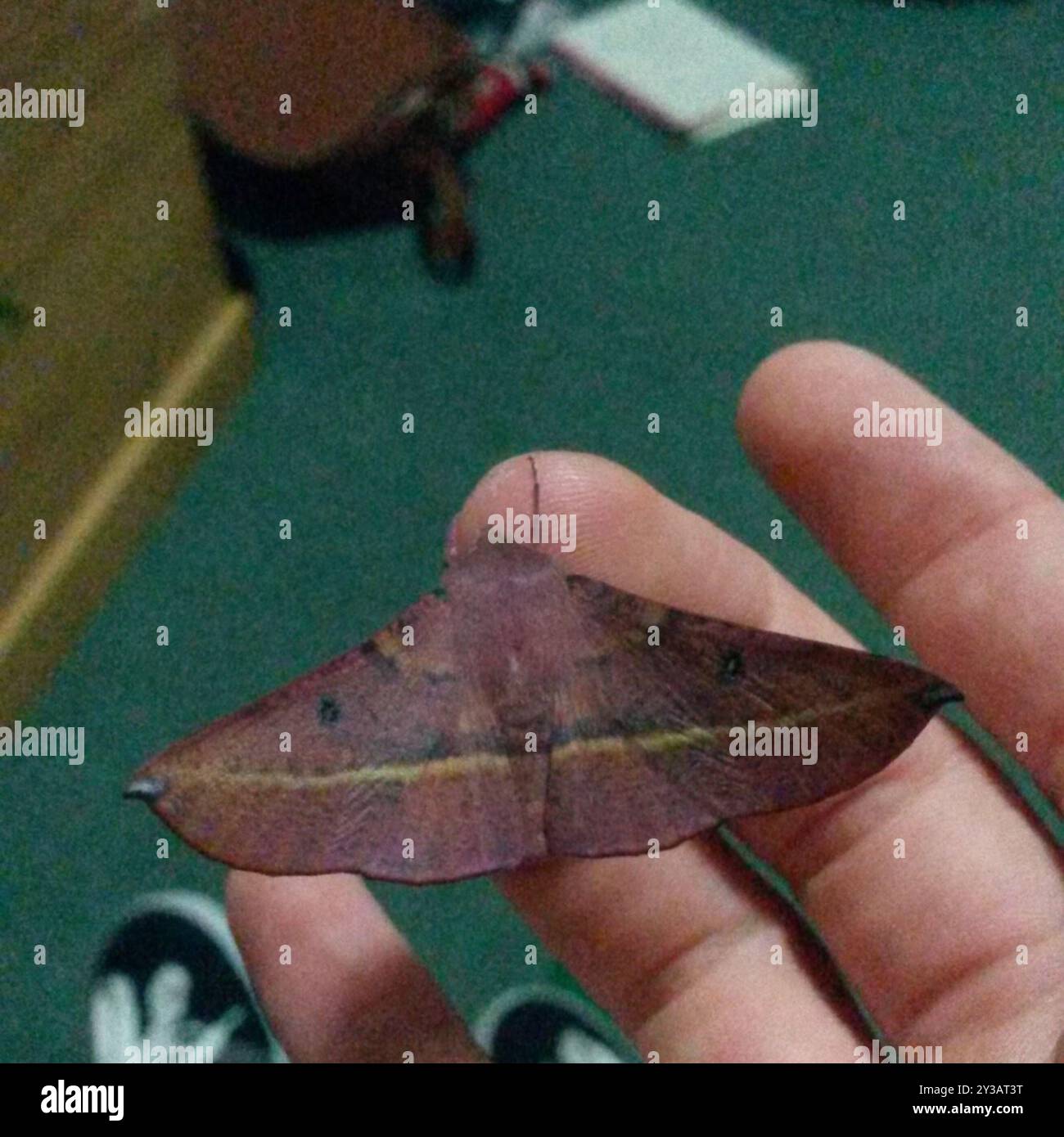 Pink-bellied Moth (Oenochroma vinaria) Insecta Stock Photo - Alamy