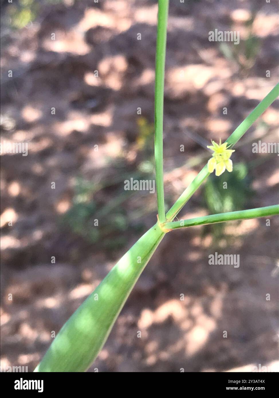 Desert Trumpet (Eriogonum inflatum) Plantae Stock Photo - Alamy