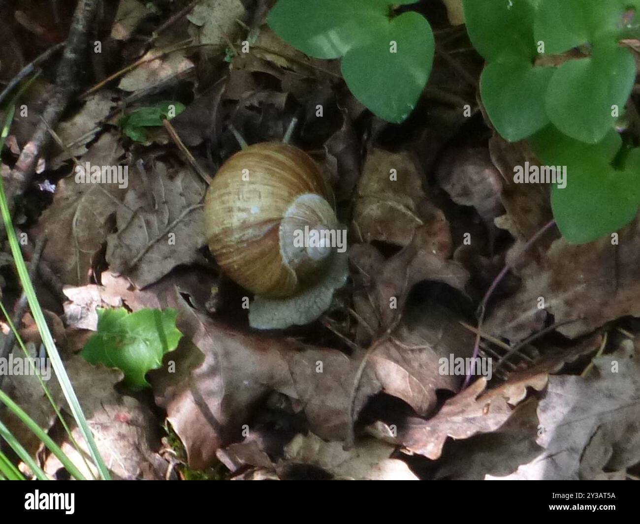 Roman Snail (Helix pomatia) Mollusca Stock Photo - Alamy