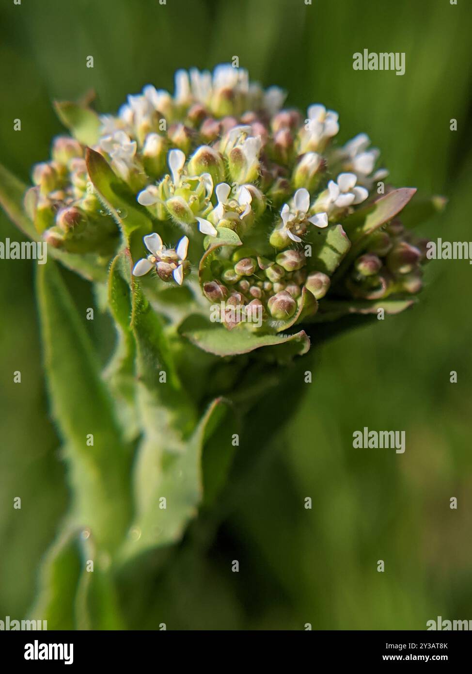 field peppergrass (Lepidium campestre) Plantae Stock Photo - Alamy