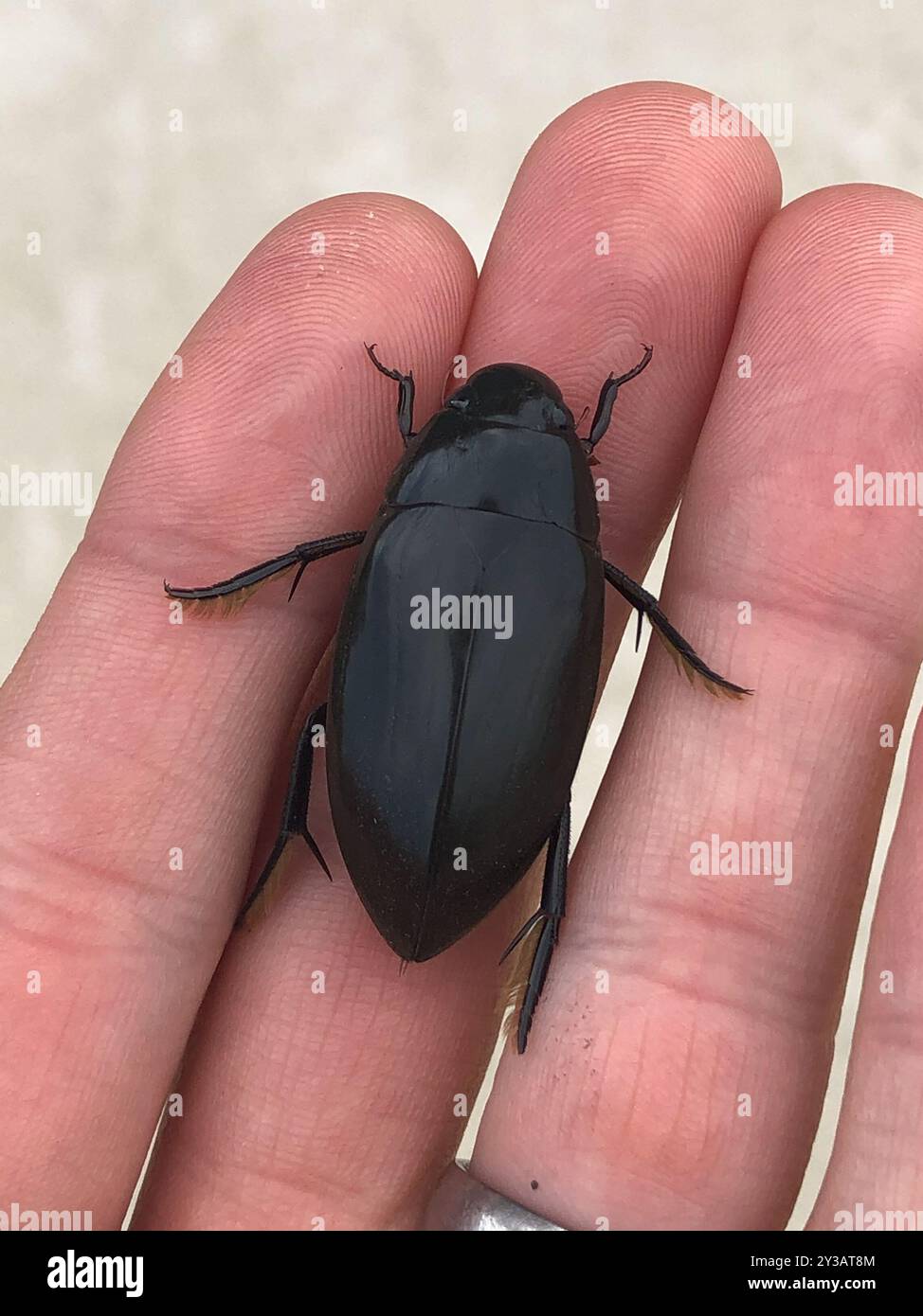 Giant Water Scavenger Beetle (Hydrophilus triangularis) Insecta Stock ...