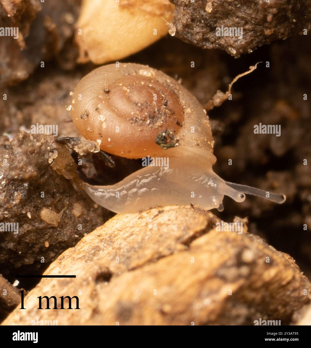 Grass-snails (Vallonia) Mollusca Stock Photo - Alamy