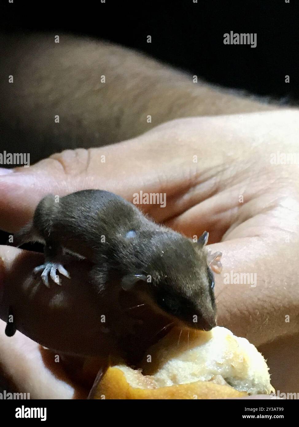 Mexican Mouse Opossum (Marmosa mexicana) Mammalia Stock Photo - Alamy