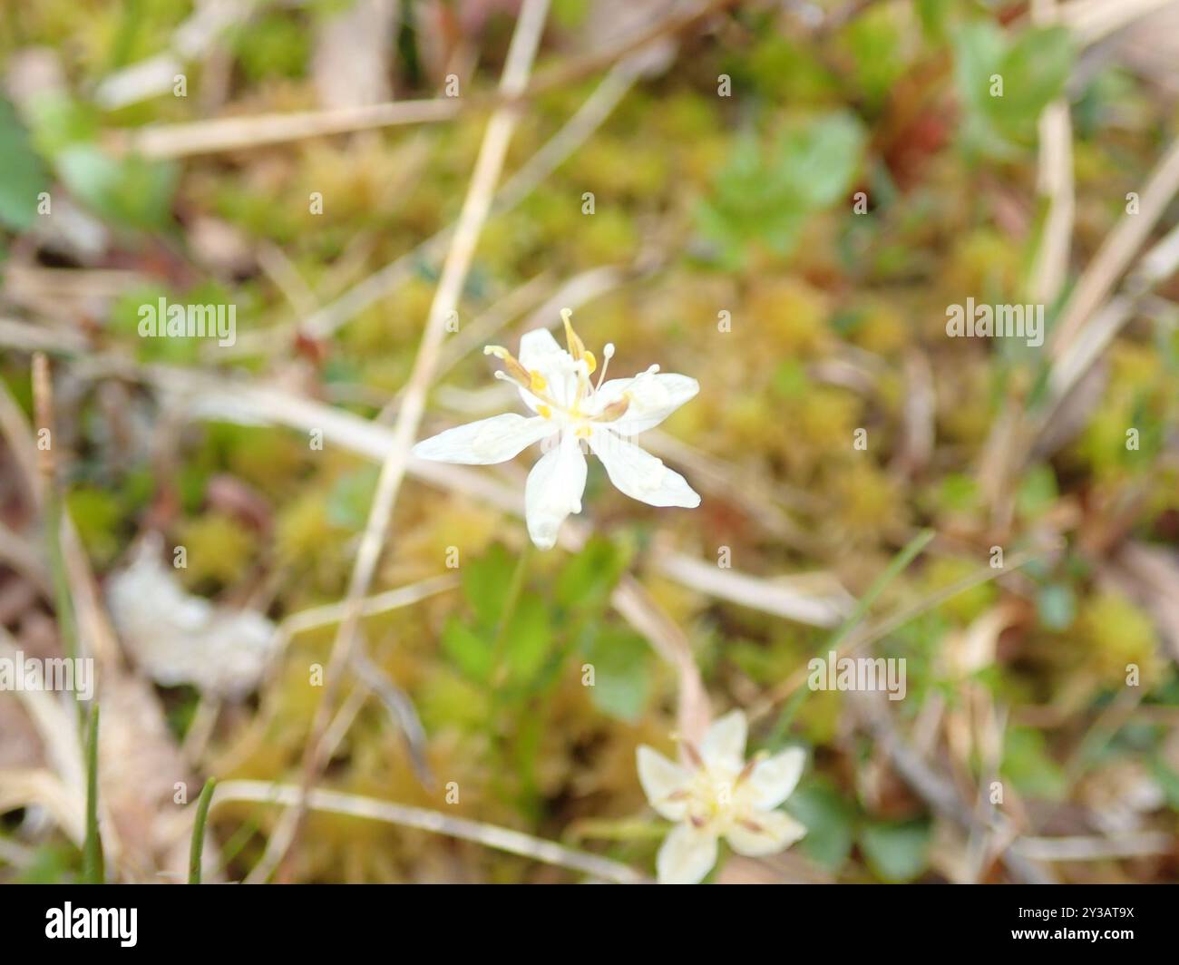 threeleaf goldthread (Coptis trifolia) Plantae Stock Photo - Alamy