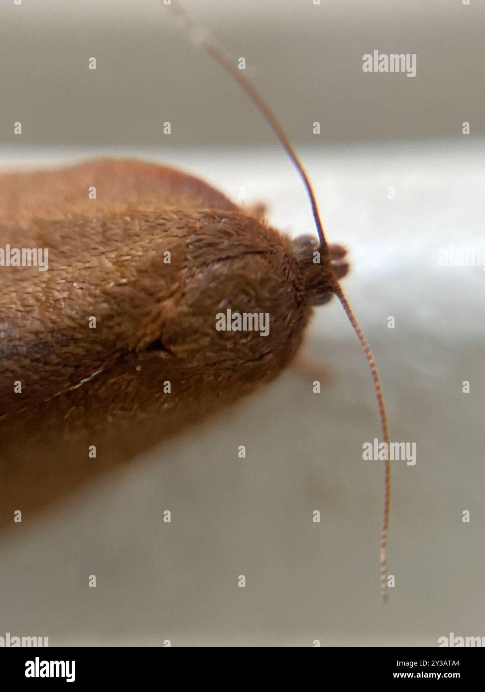 Carnation Tortrix (Cacoecimorpha pronubana) Insecta Stock Photo - Alamy