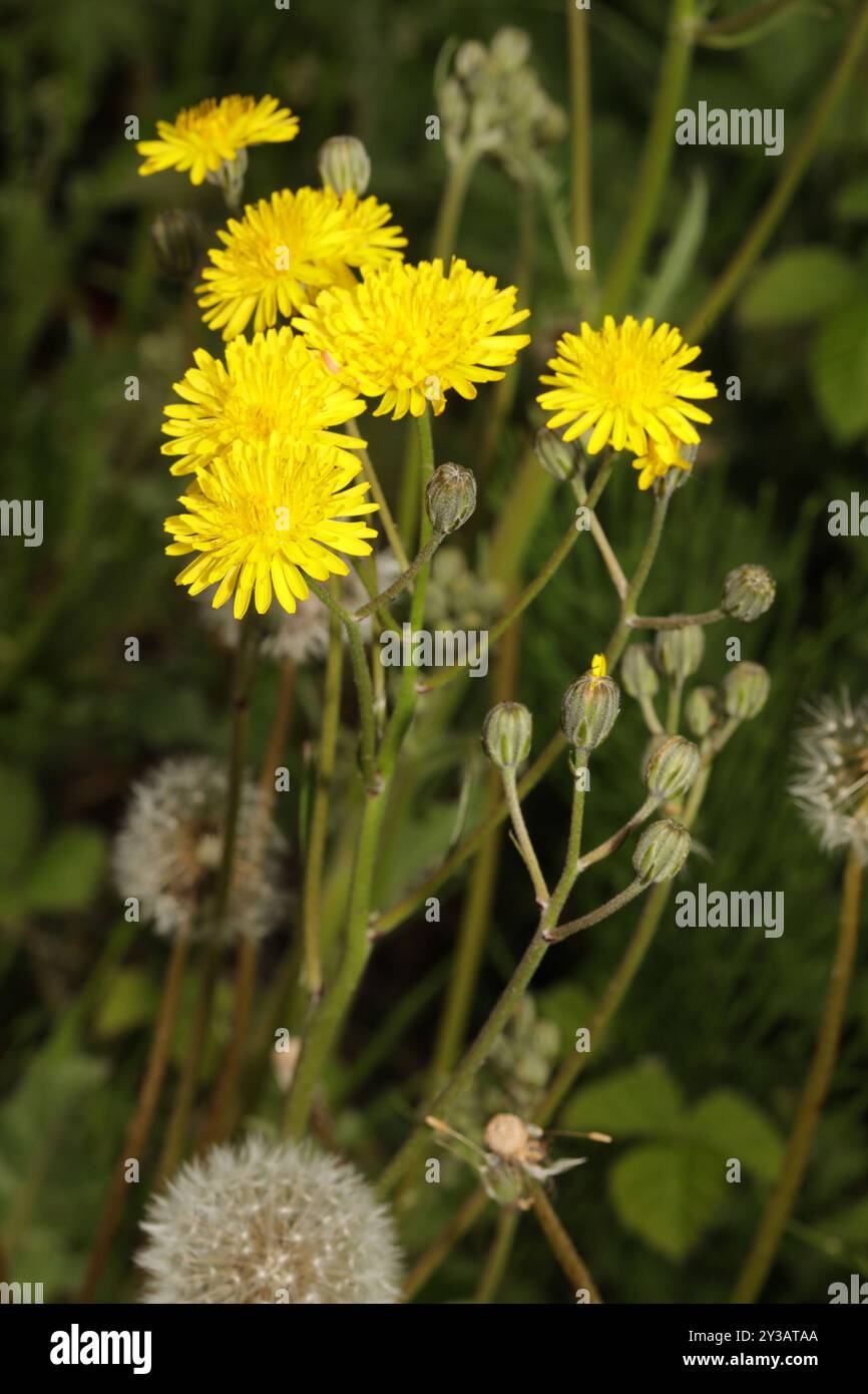 Beaked Hawksbeard (Crepis vesicaria) Plantae Stock Photo - Alamy