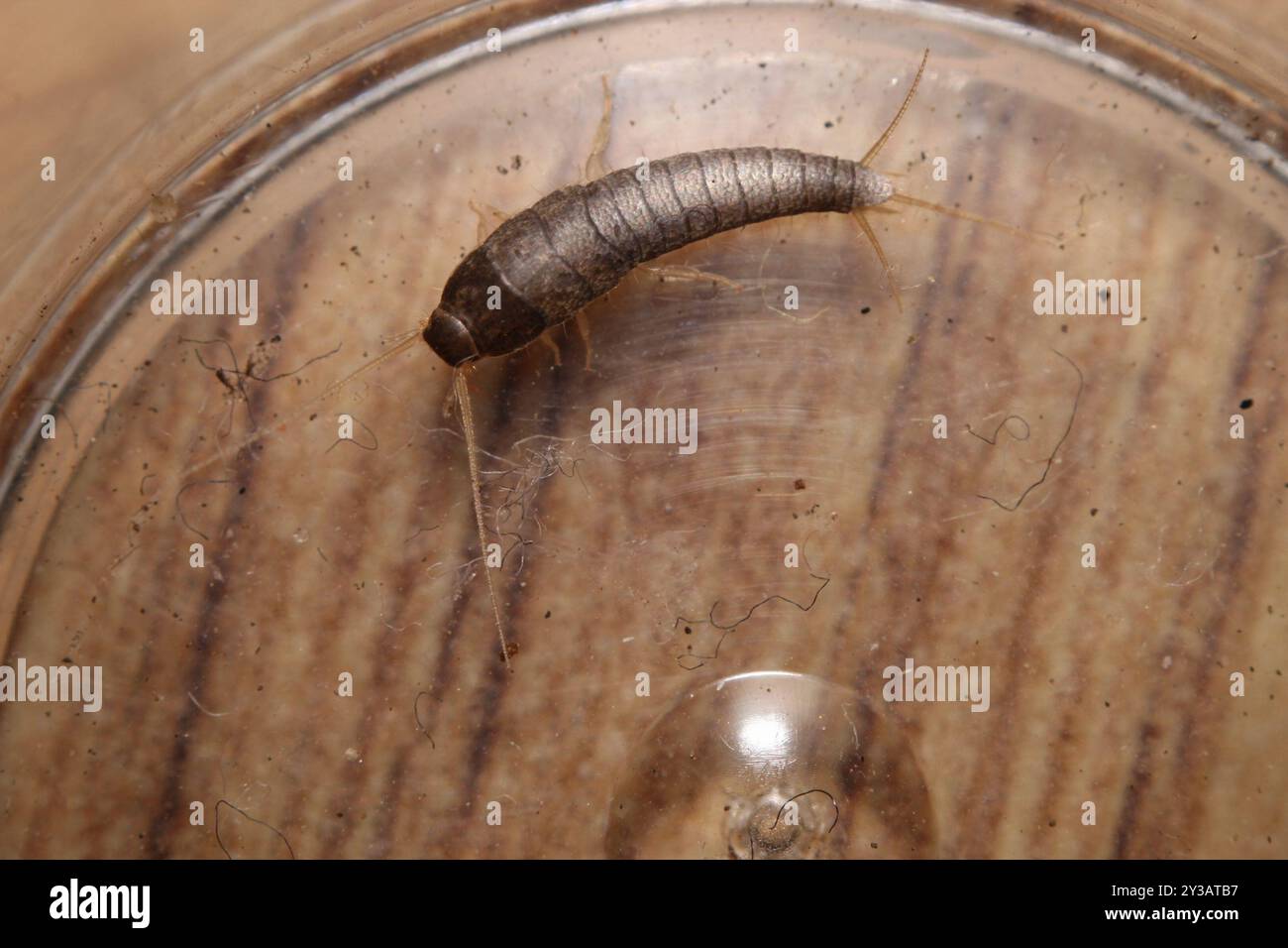 Common Silverfish (Lepisma saccharinum) Insecta Stock Photo - Alamy