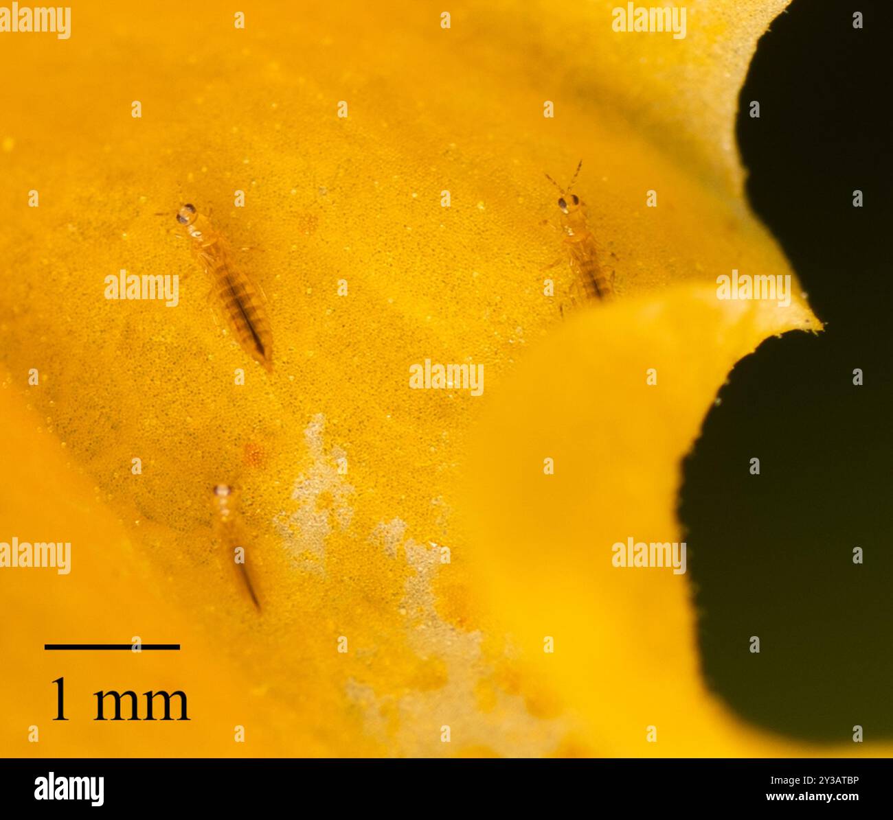 Common Thrips (Thripidae) Insecta Stock Photo - Alamy