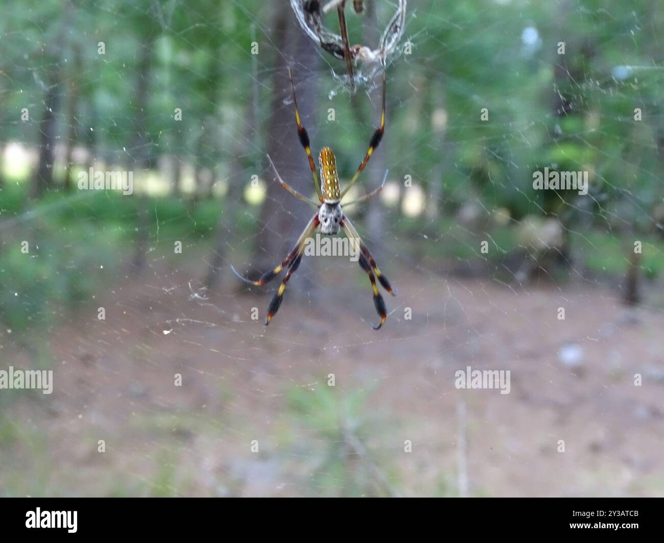Golden Silk Spider (Trichonephila clavipes) Arachnida Stock Photo - Alamy