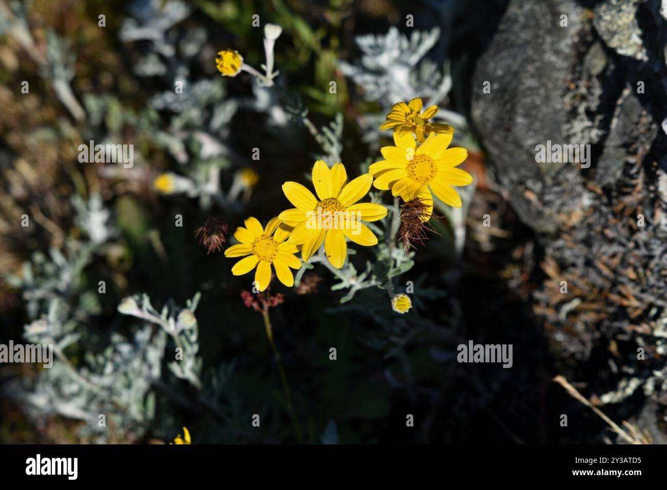 common woolly sunflower (Eriophyllum lanatum) Plantae Stock Photo - Alamy