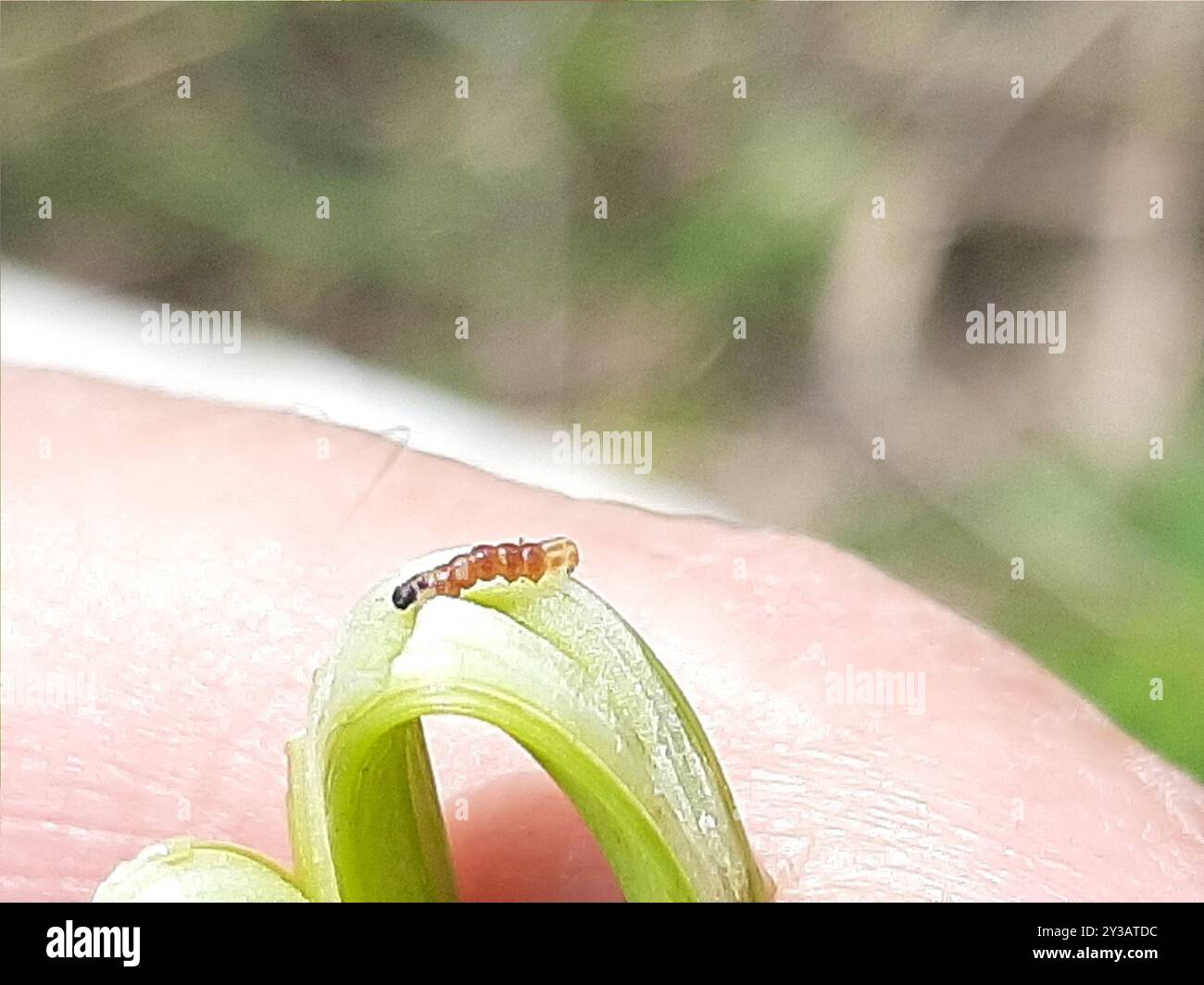 Rigid Sunflower Borer Moth (Papaipema rigida) Insecta Stock Photo - Alamy