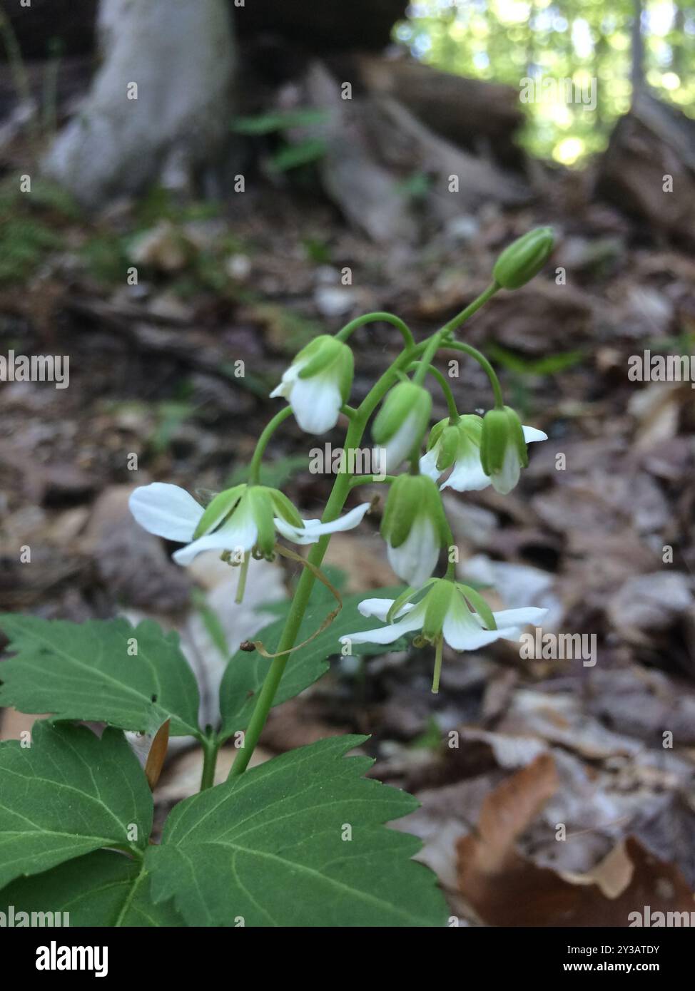 Two-leaved Toothwort (Cardamine diphylla) Plantae Stock Photo - Alamy