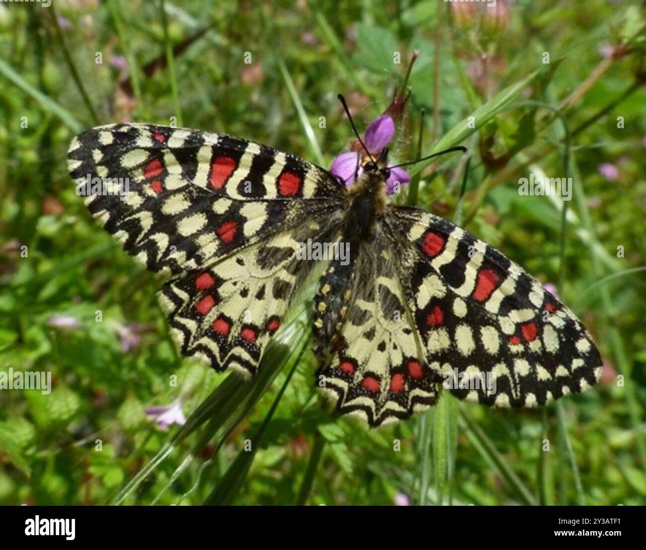 Spanish Festoon (Zerynthia rumina) Insecta Stock Photo - Alamy