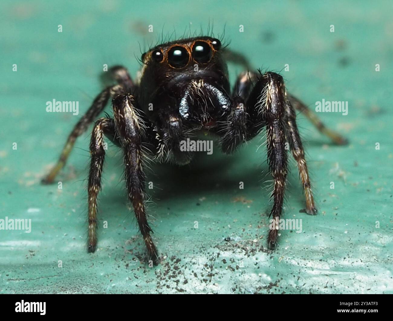 Bronze Jumping Spider (Eris militaris) Arachnida Stock Photo - Alamy