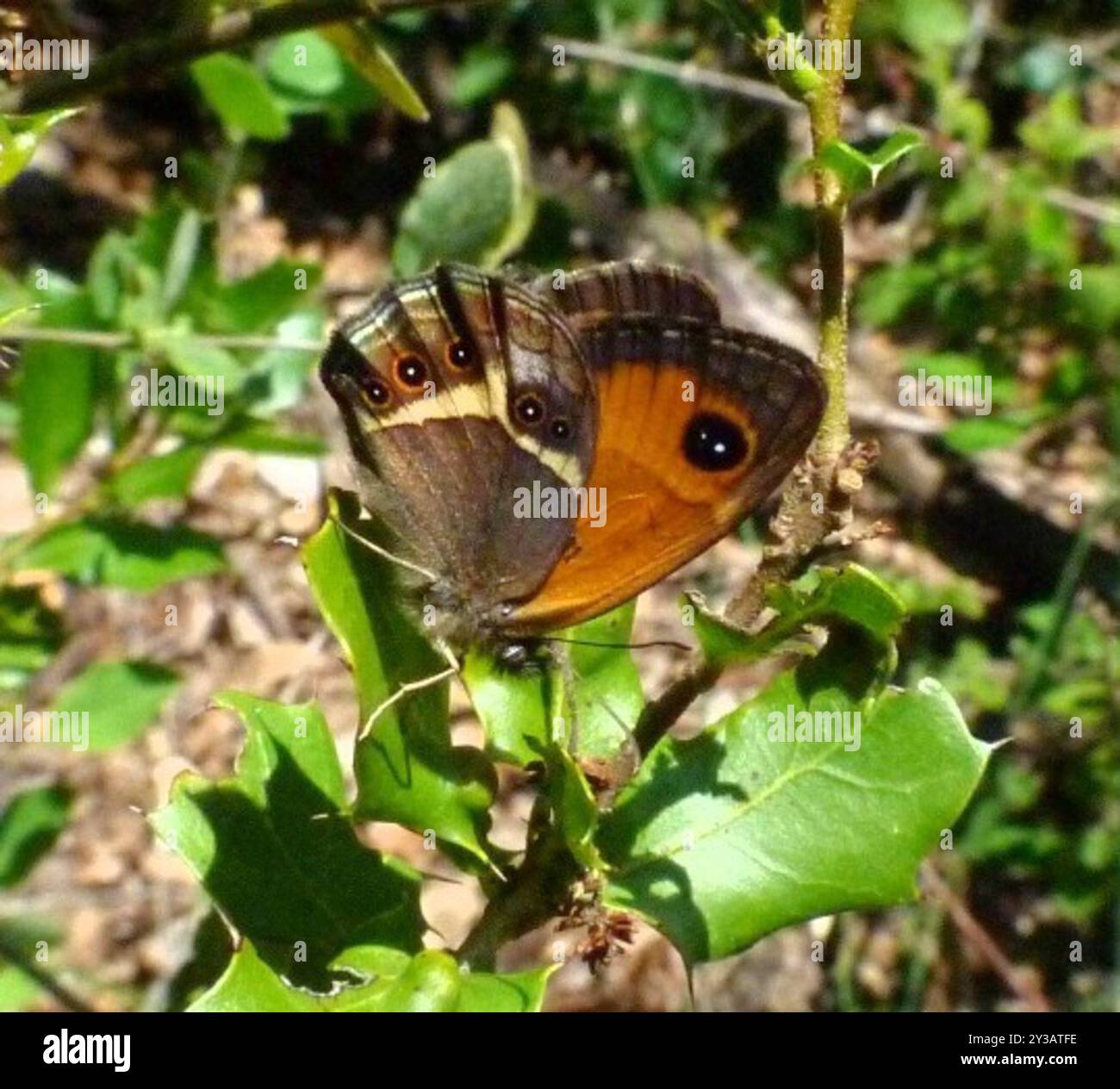 Spanish Gatekeeper (Pyronia bathseba) Insecta Stock Photo - Alamy