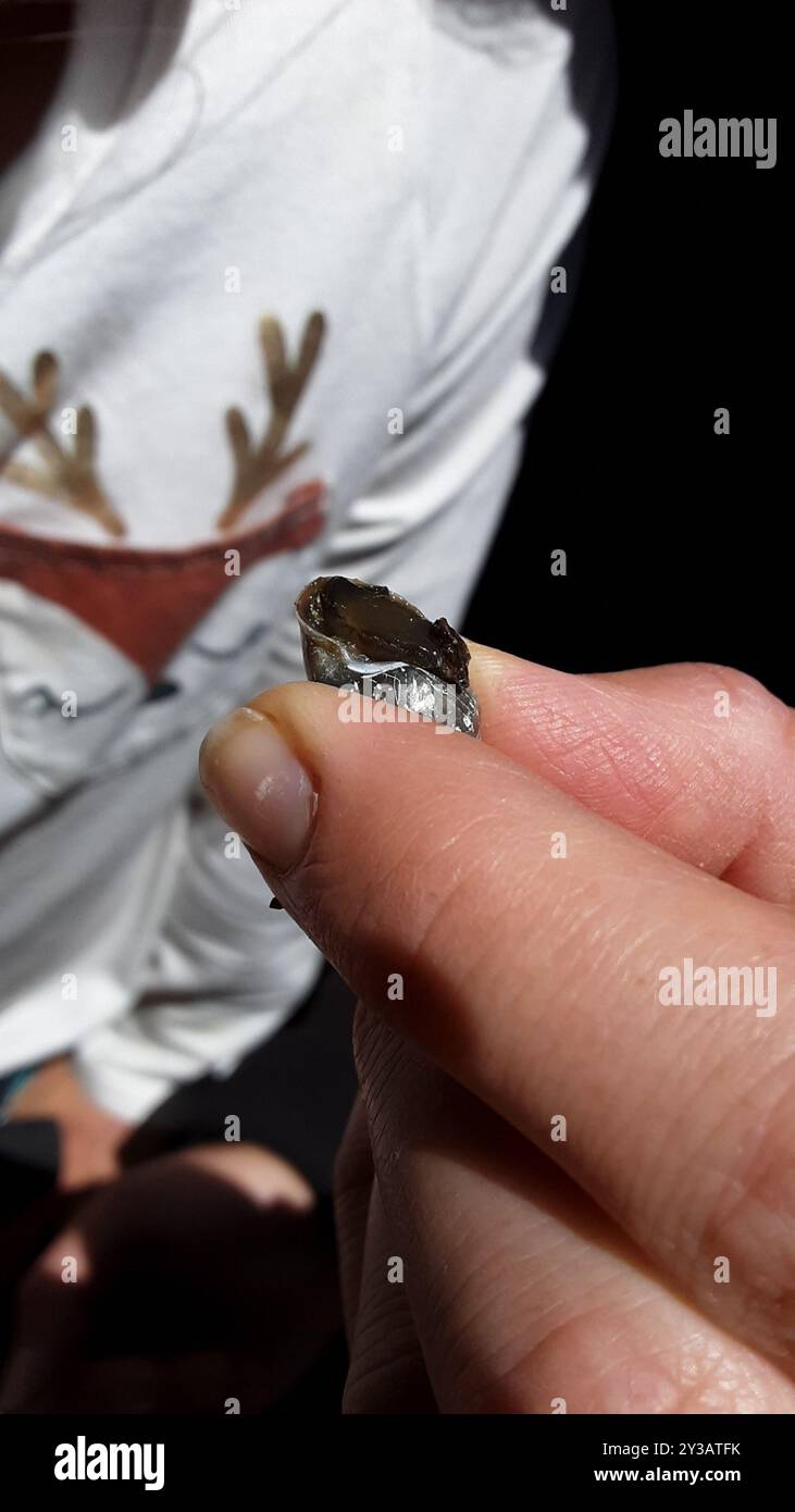 Pond Snails, Bladder Snails, and Allies (Lymnaeoidea) Mollusca Stock ...
