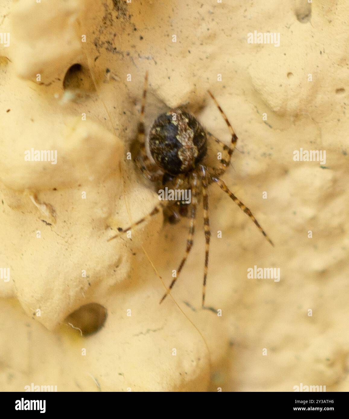 Typical Cobweb Spiders (Theridion) Arachnida Stock Photo - Alamy
