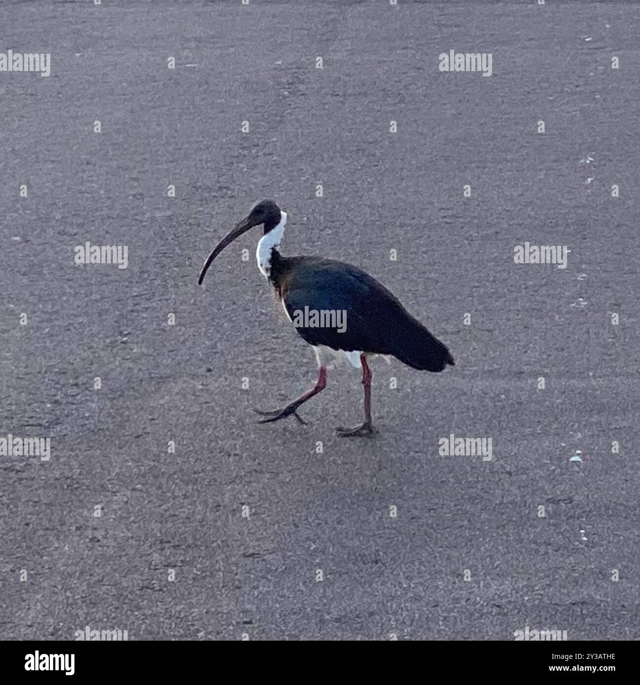 Straw-necked Ibis (Threskiornis spinicollis) Aves Stock Photo - Alamy