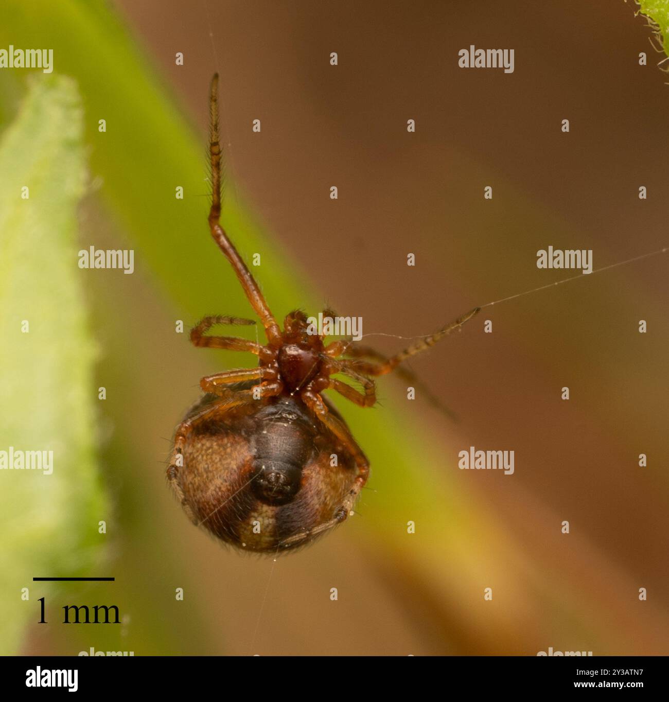 Typical Cobweb Spiders (Theridion) Arachnida Stock Photo - Alamy