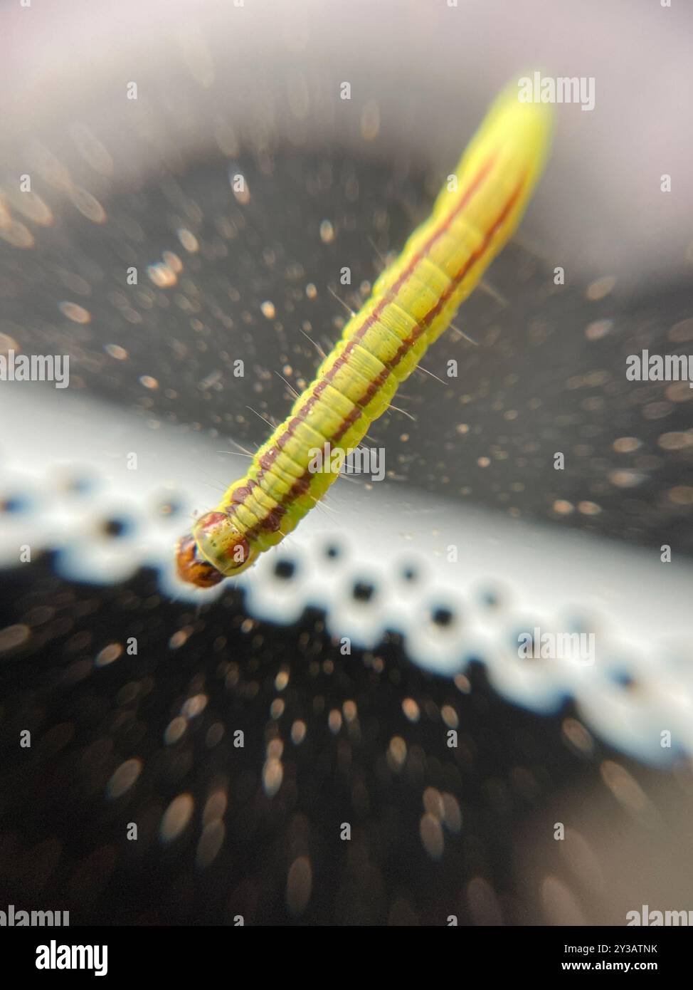 Grey Knot-horn (Acrobasis advenella) Insecta Stock Photo - Alamy