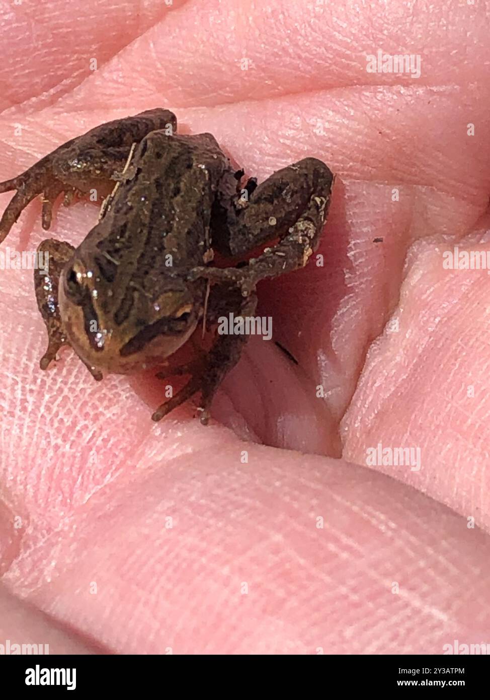 Boreal Chorus Frog (Pseudacris maculata) Amphibia Stock Photo - Alamy