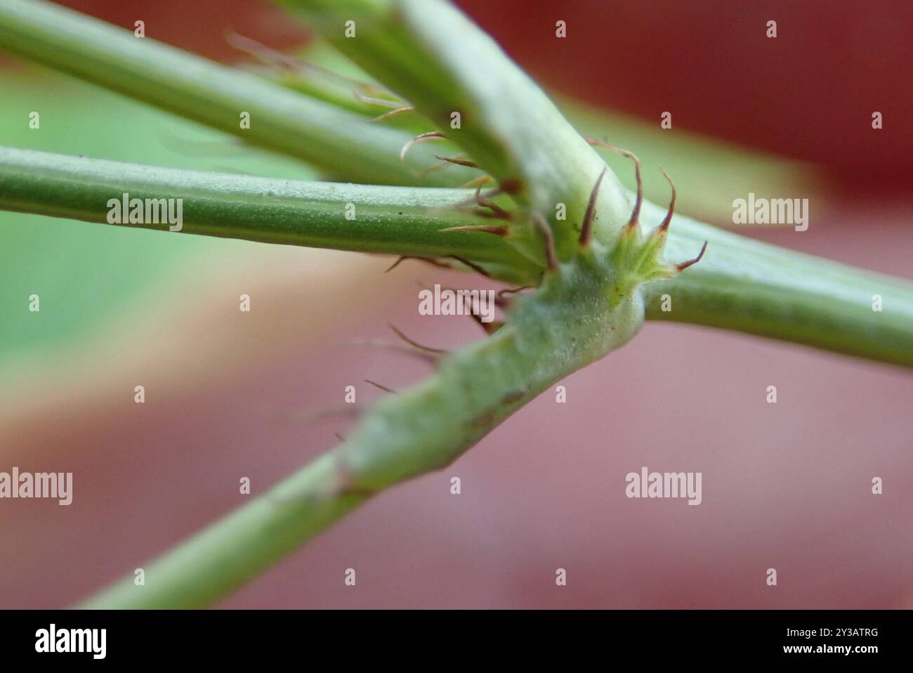 Fivefive Ministar (Alepidea peduncularis) Plantae Stock Photo - Alamy