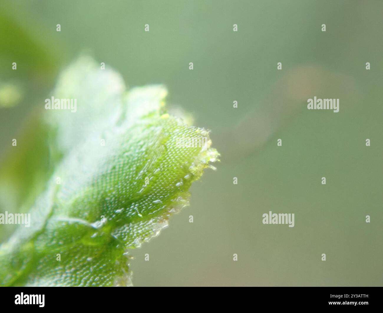 Shining Hookeria (Hookeria lucens) Plantae Stock Photo - Alamy