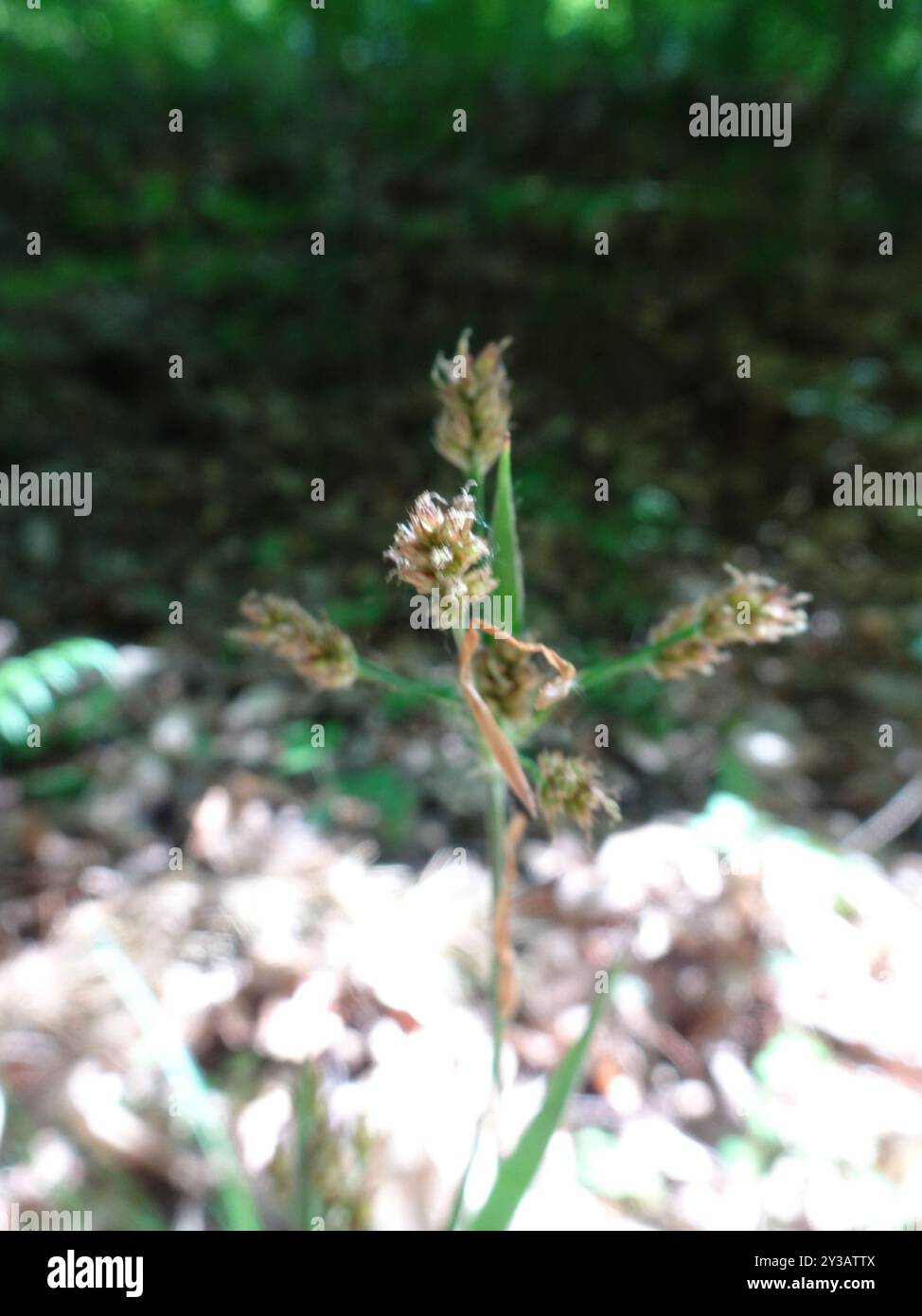 heath wood-rush (Luzula multiflora) Plantae Stock Photo - Alamy