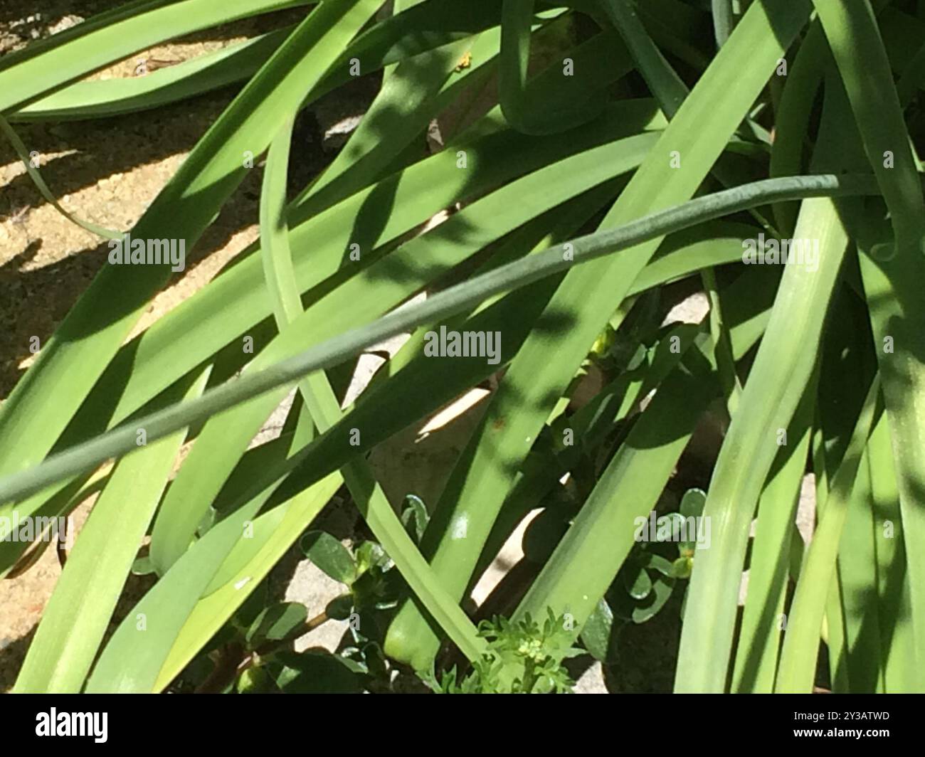 Onion Weed (Nothoscordum gracile) Plantae Stock Photo - Alamy