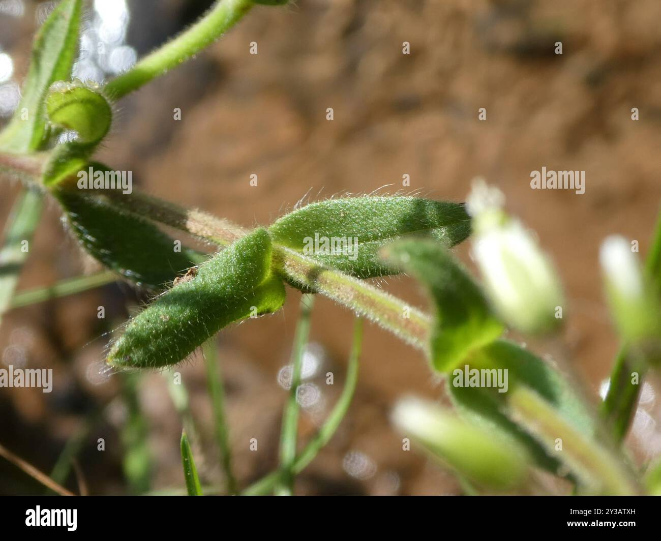 Sticky mouse-ear chickweed (Cerastium glomeratum) Plantae Stock Photo ...