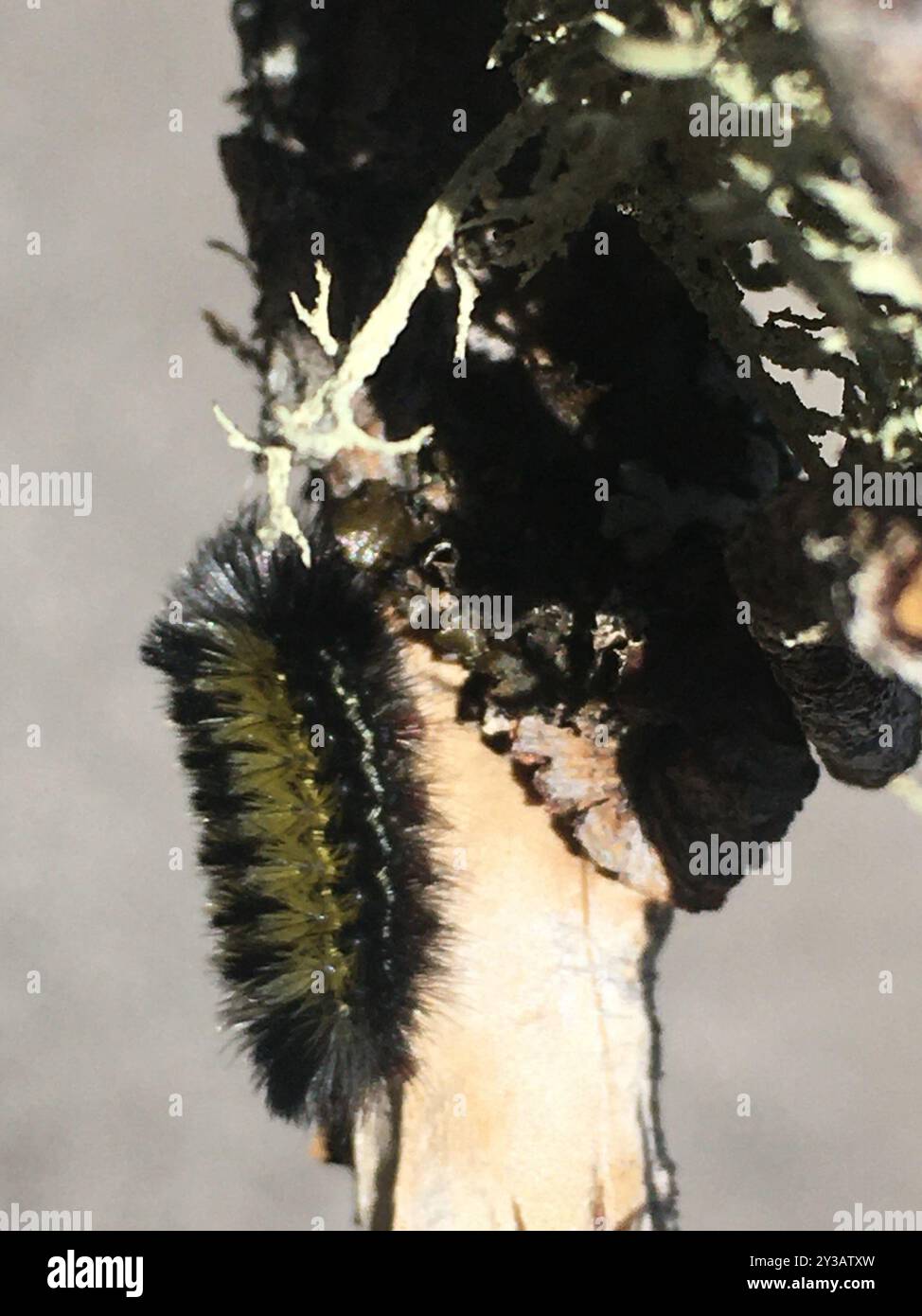 Virginia Ctenucha Moth (Ctenucha virginica) Insecta Stock Photo - Alamy