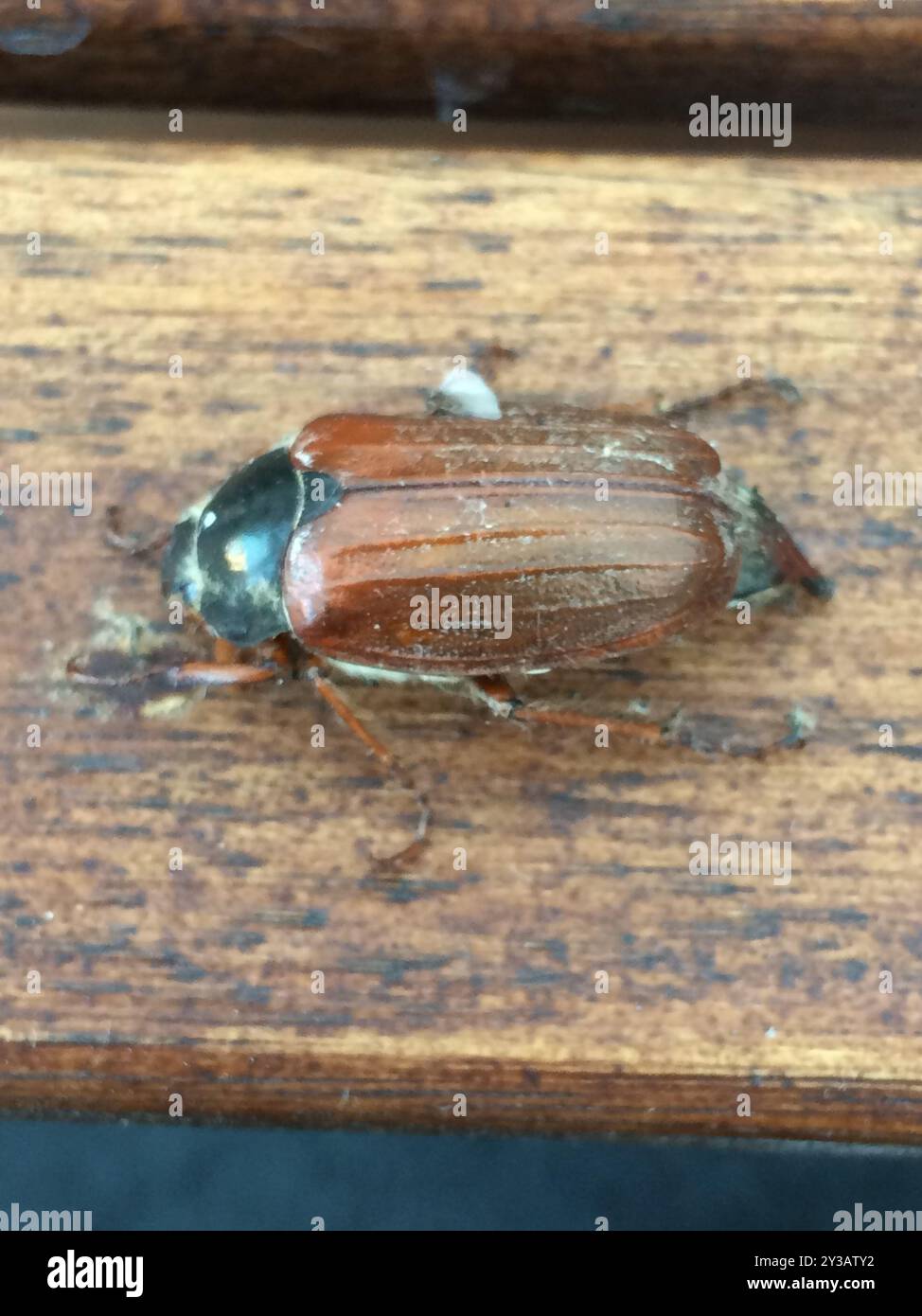 Common Cockchafer (Melolontha melolontha) Insecta Stock Photo - Alamy