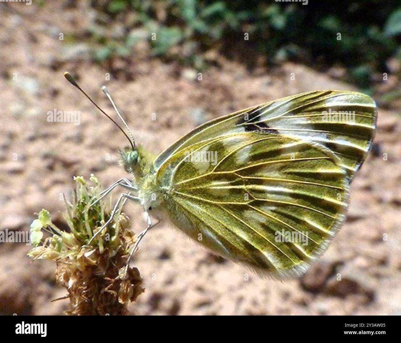 Bath White (Pontia daplidice) Insecta Stock Photo - Alamy