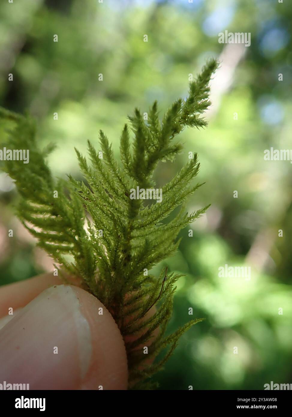 Oregon Beaked Moss (Kindbergia oregana) Plantae Stock Photo - Alamy