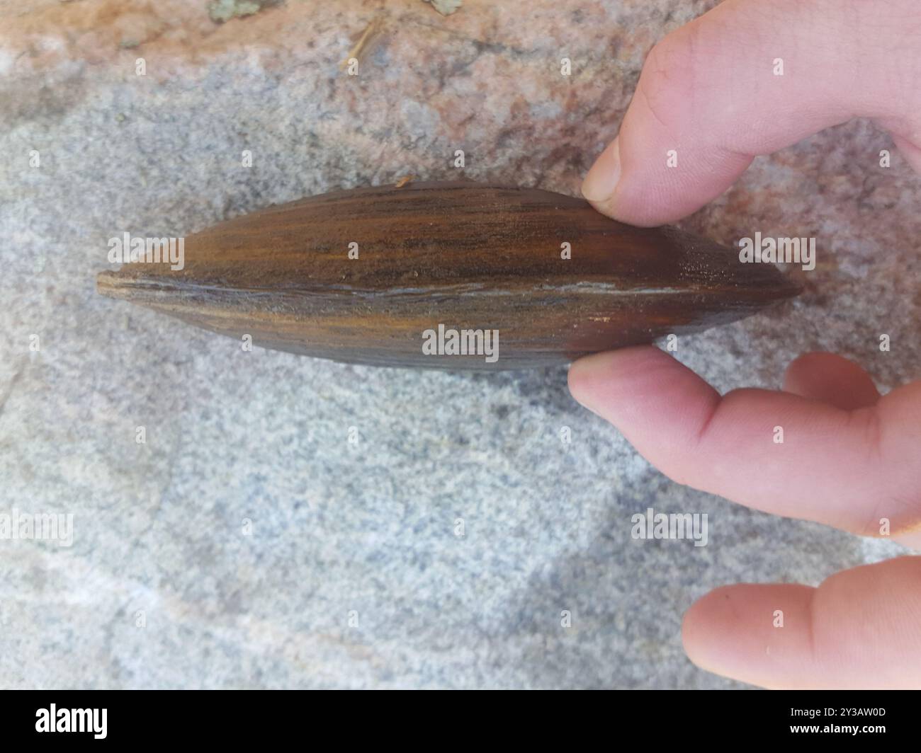 Eastern Elliptio (Elliptio complanata) Mollusca Stock Photo - Alamy
