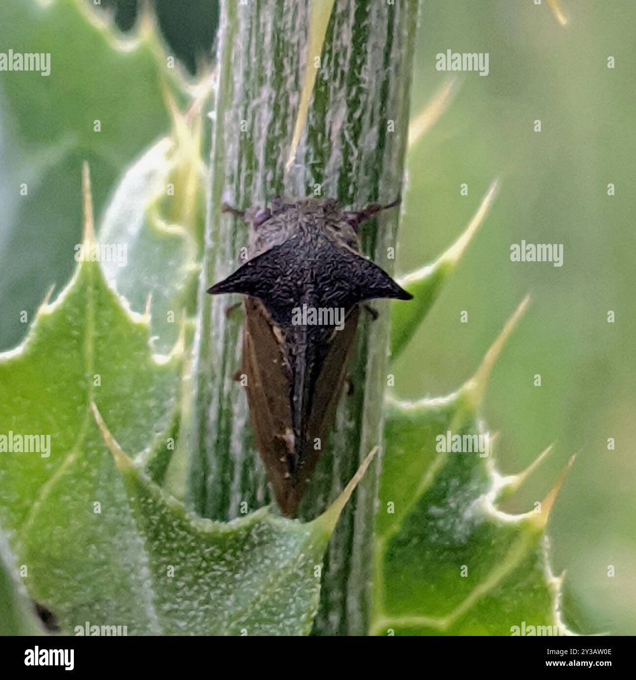 Typical Treehoppers (Membracidae) Insecta Stock Photo - Alamy