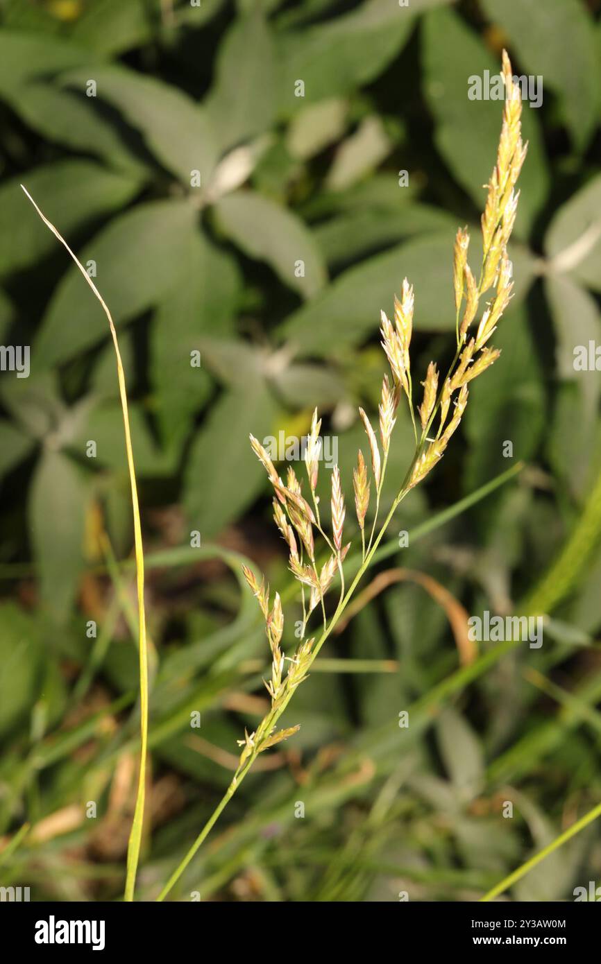 tall fescue (Lolium arundinaceum) Plantae Stock Photo - Alamy