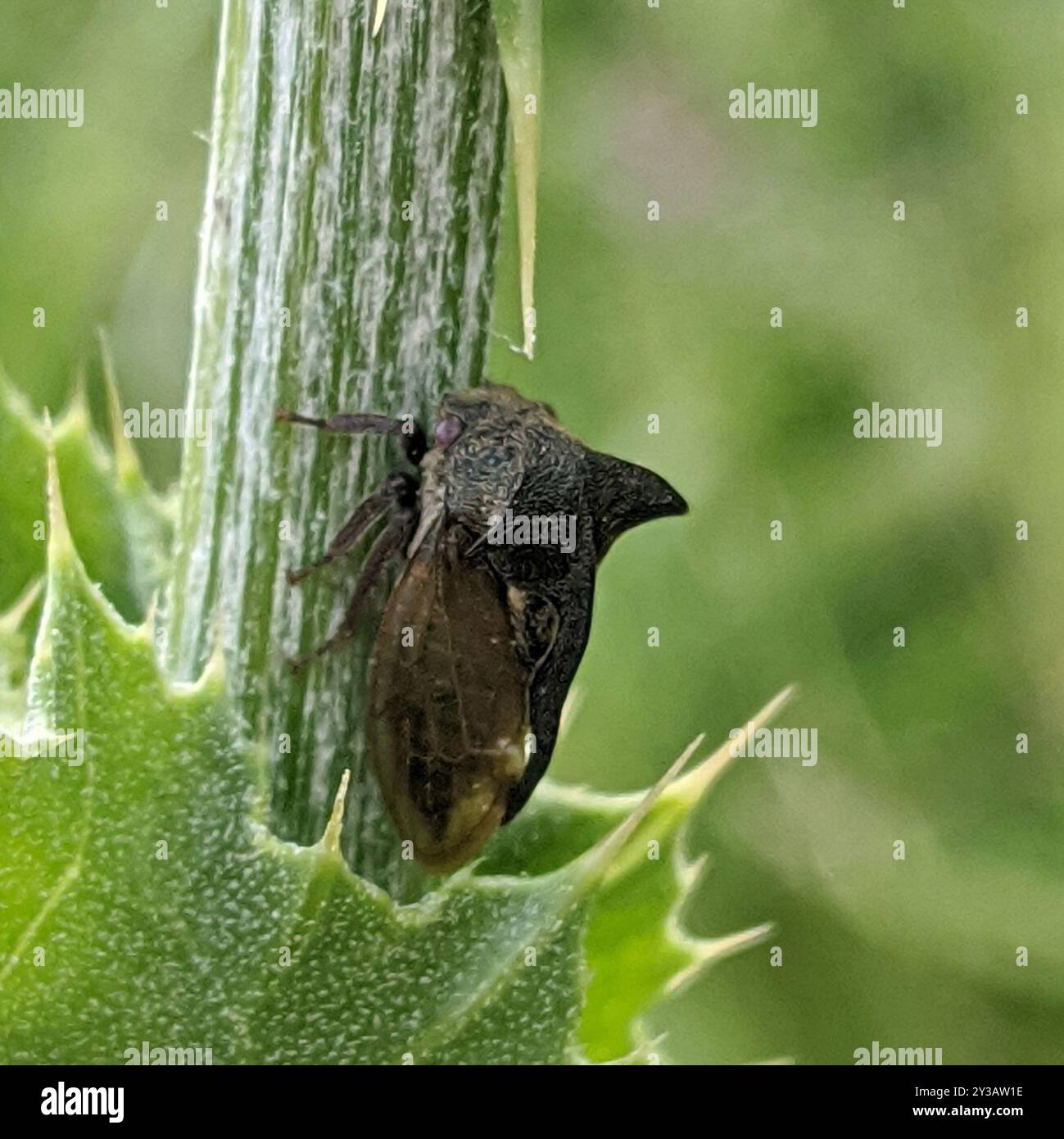 Typical Treehoppers (Membracidae) Insecta Stock Photo - Alamy